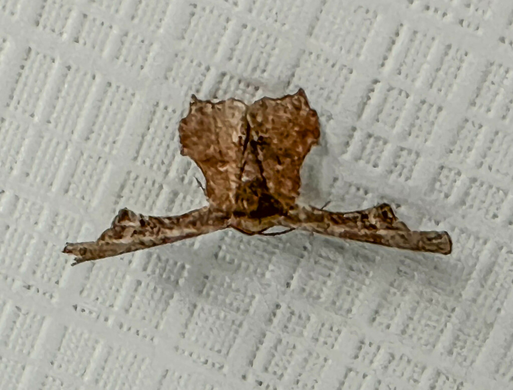 Monobolodes subfalcata from Townsville QLD, Australia on October 4 ...