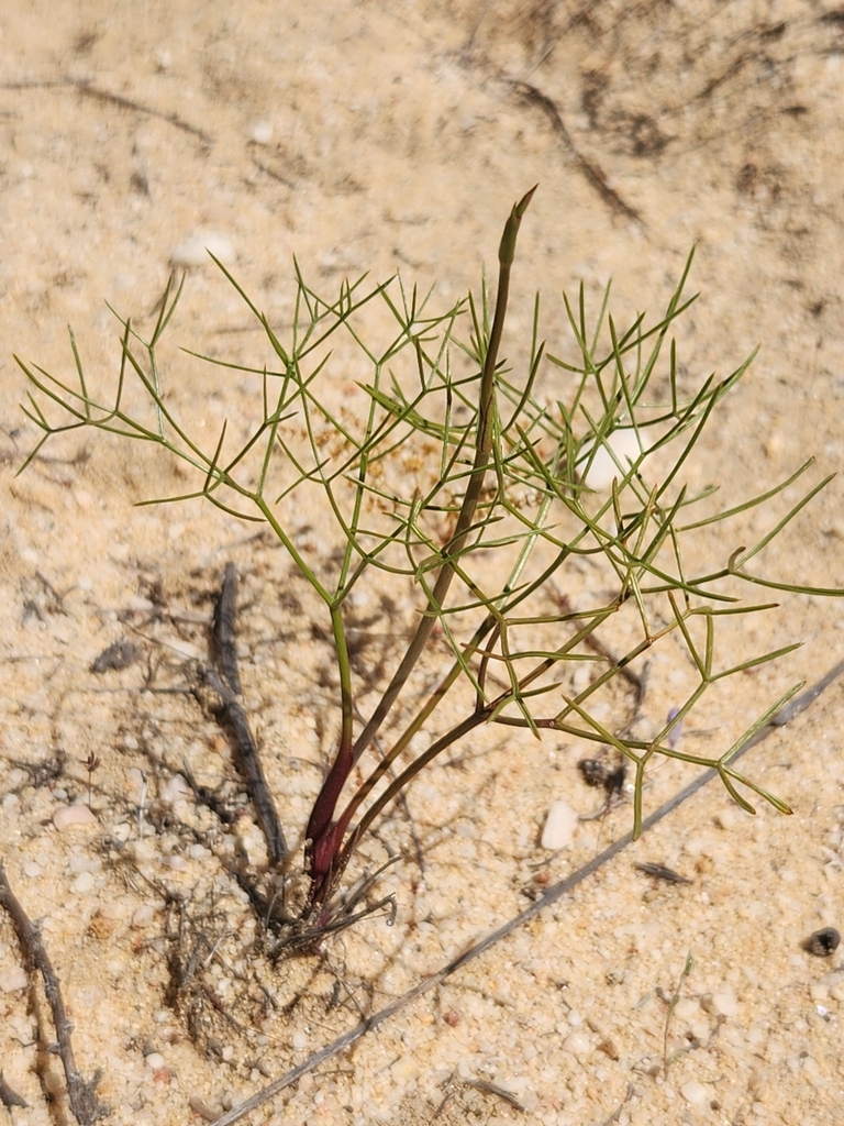 Capecaraways from Cederberg Municipality, South Africa on October 8 ...