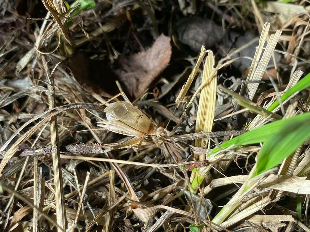 Japanese Pine Cricket in September 2021 by masaki_ishihara · iNaturalist