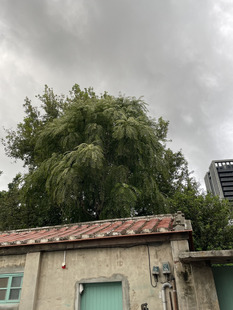 Tun tree from 臺灣島, 北投區, TPE, TW on October 8, 2023 at 05:10 PM by ...