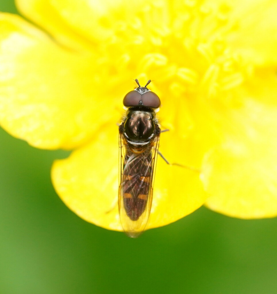 Common Halfband from Yarra Ranges - Seville, Victoria, Australia on ...