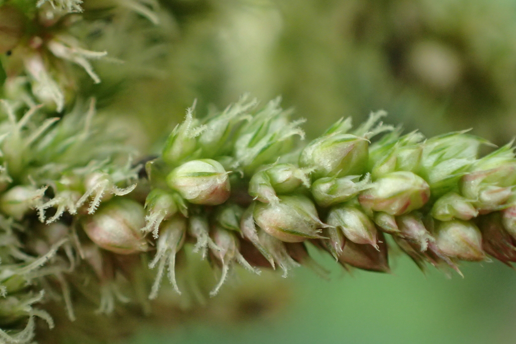 Amaranthus viridis (LIFE medCLIFFS) · iNaturalist