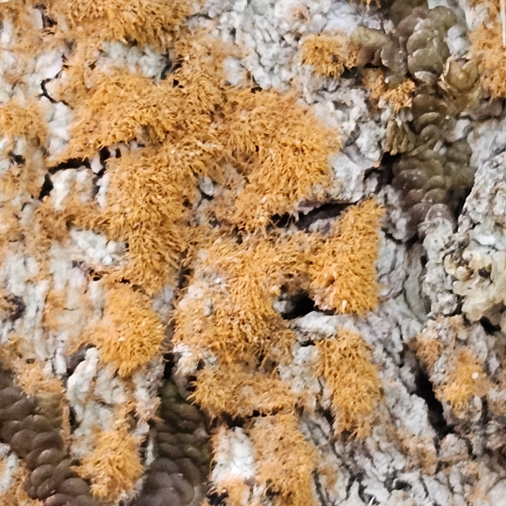sunburst lichens and allies from Arthur's Pass, New Zealand on October ...