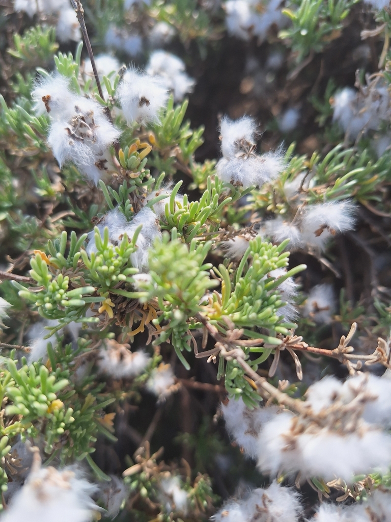 Barrier Saltbush from Stop 97 Gulf Pde - West side, Maslin Beach SA ...
