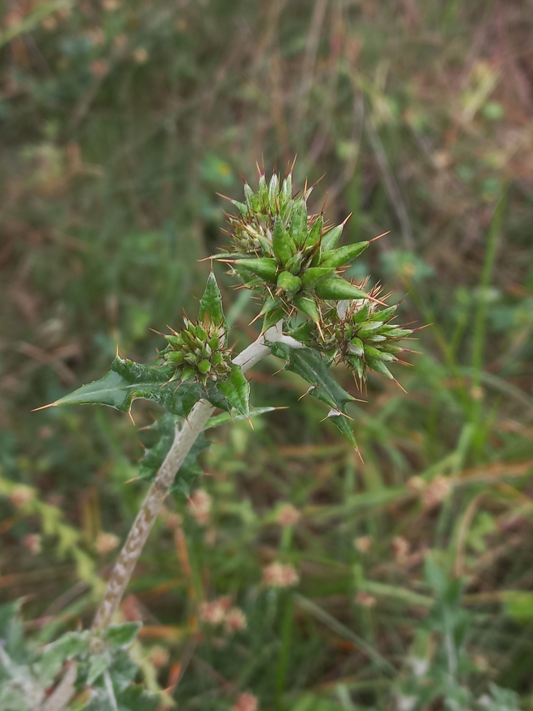 Weed African Thistle from Vyf Brakke Fonteinen, Mossel Bay, 6520, South ...