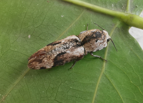 Cryptalaus anguis · iNaturalist United Kingdom