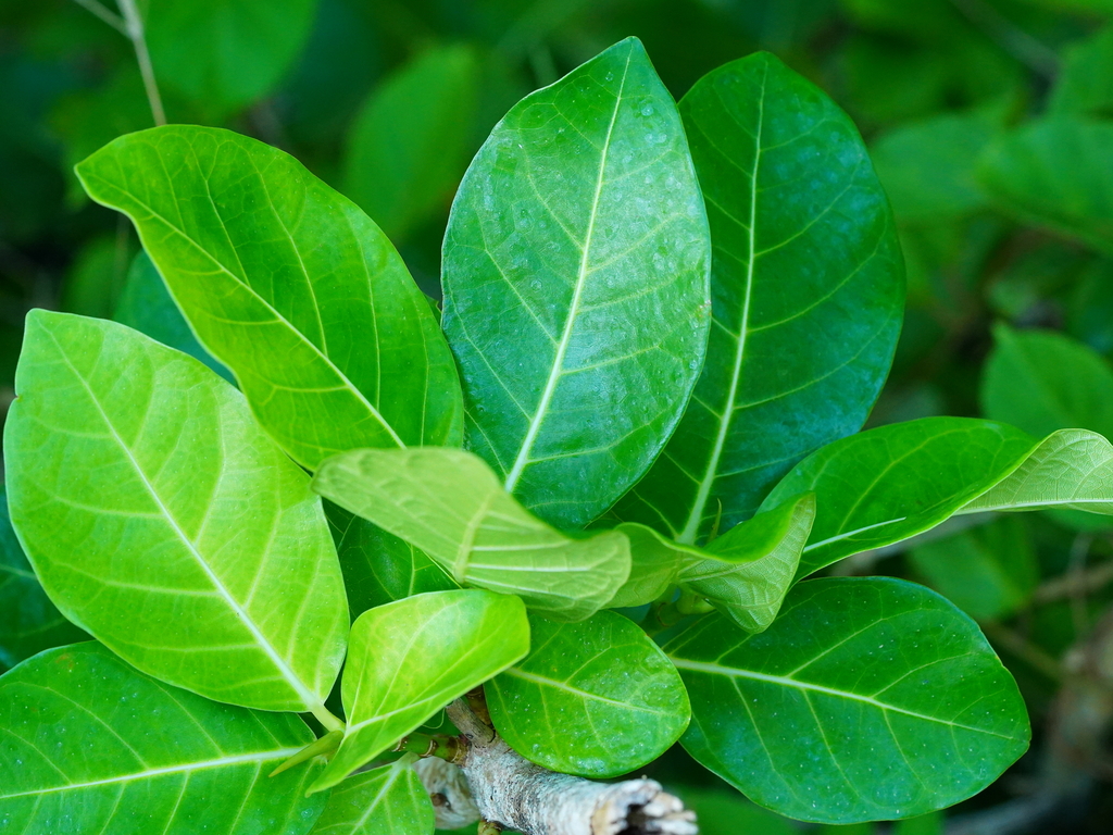 hauli tree from 952台灣台東縣蘭嶼鄉 on August 12, 2023 at 05:23 PM by adachao ...