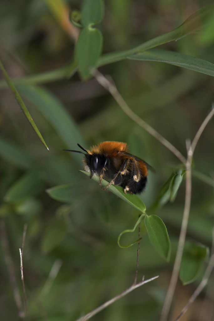 Anthophora sichelii from Province of Olbia-Tempio, Italy on March 5 ...