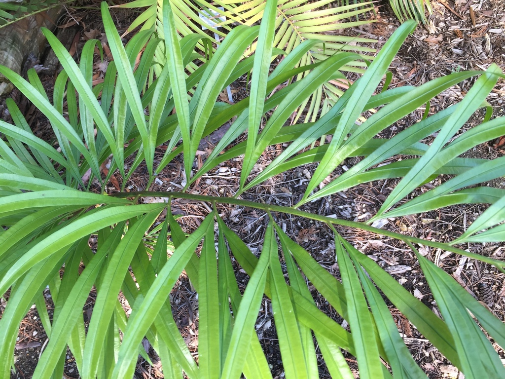 (Cycas debaoensis) - Botanical Realm