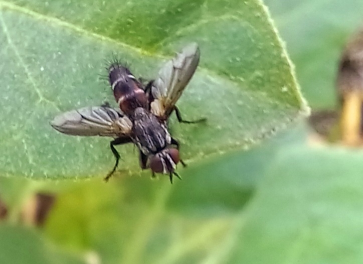 Bot Flies, Blow Flies, and Allies from Gümbet on October 8, 2023 at 10: ...