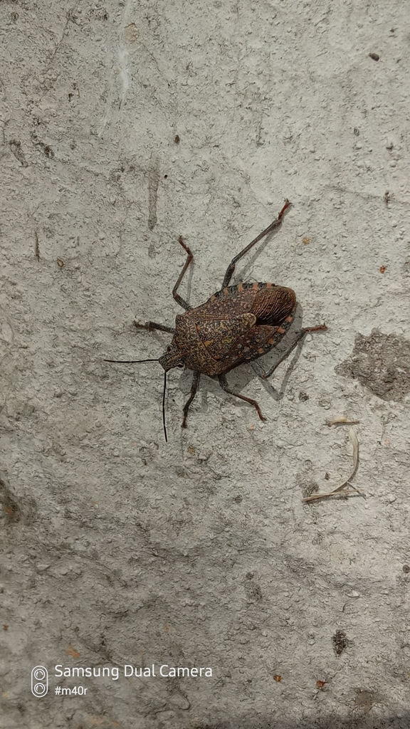 Apodiphus integriceps from Biškek, KG-GB-GB, KG on October 8, 2023 at ...