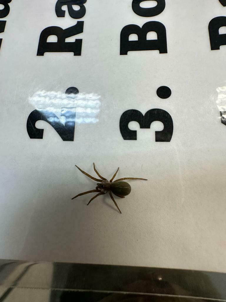 Rustic Wolf Spider from Brownsville, TX, USA on October 6, 2023 at 08: ...