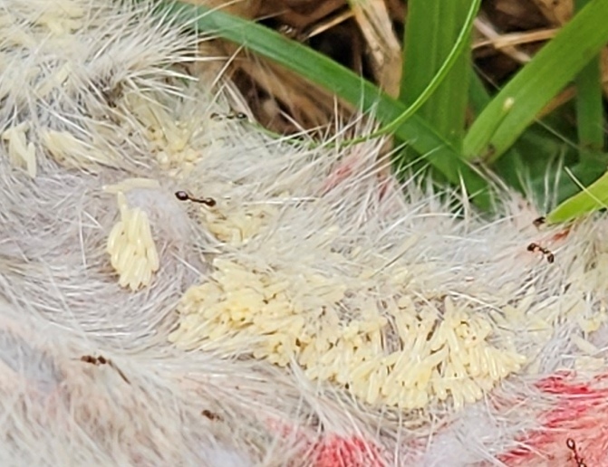 Hairy Maggot Blow Fly from 台灣臺北 on October 8, 2023 at 12:52 PM by 胡正恆 ...