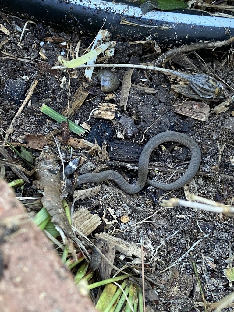 Rough Earthsnake from Clarendon St, Durham, NC, US on October 7, 2023 at 04:25 PM by komensik ...