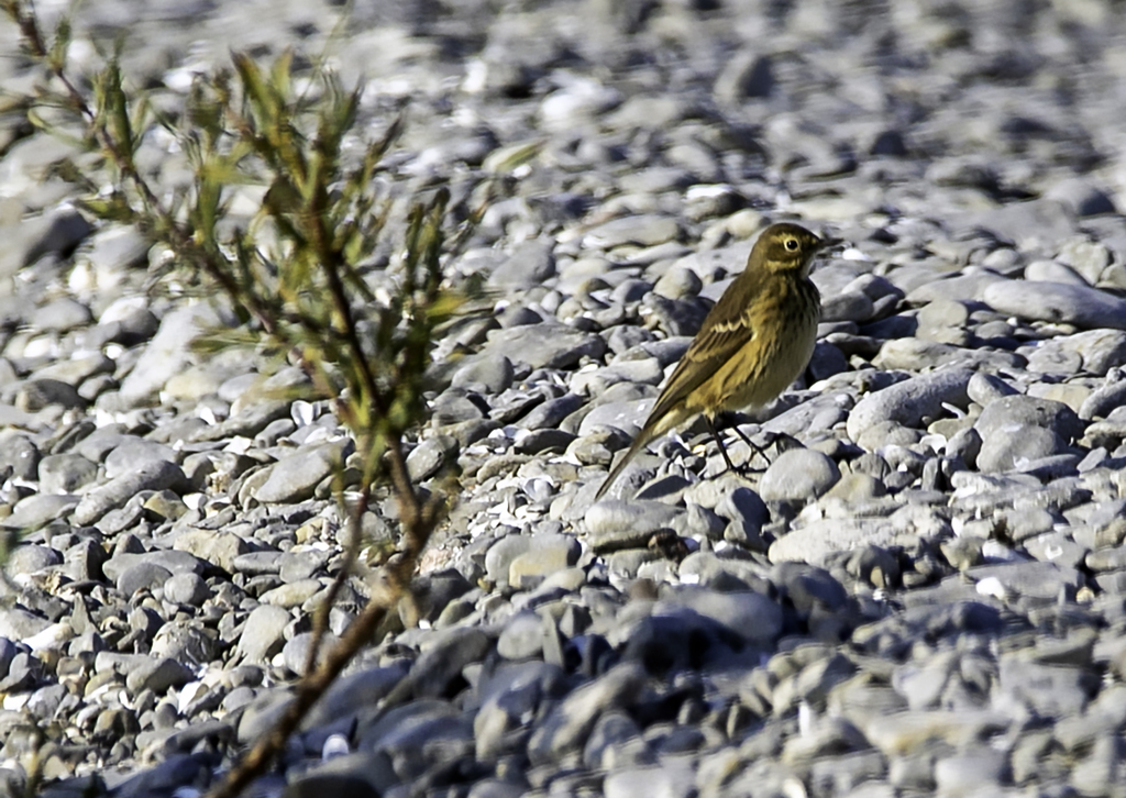 American Pipit from Brighton, ON, Canada on October 2, 2023 at 09:23 AM ...