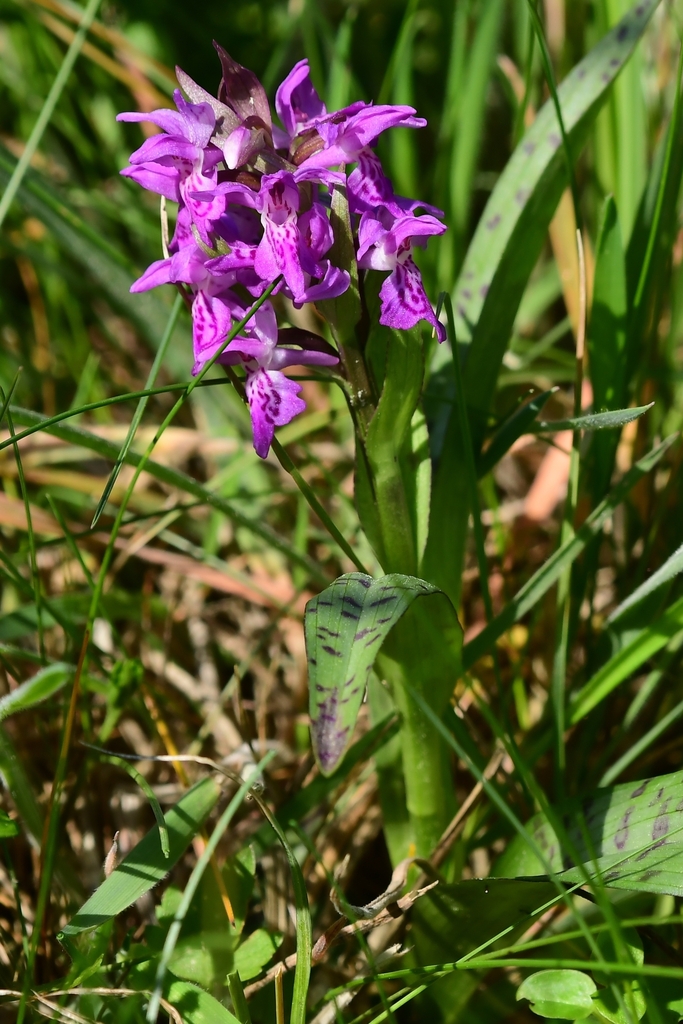 Broad-leaved Marsh Orchid from Powiat wielicki, Polska on June 3, 2020 at 10:34 AM by id78 ...