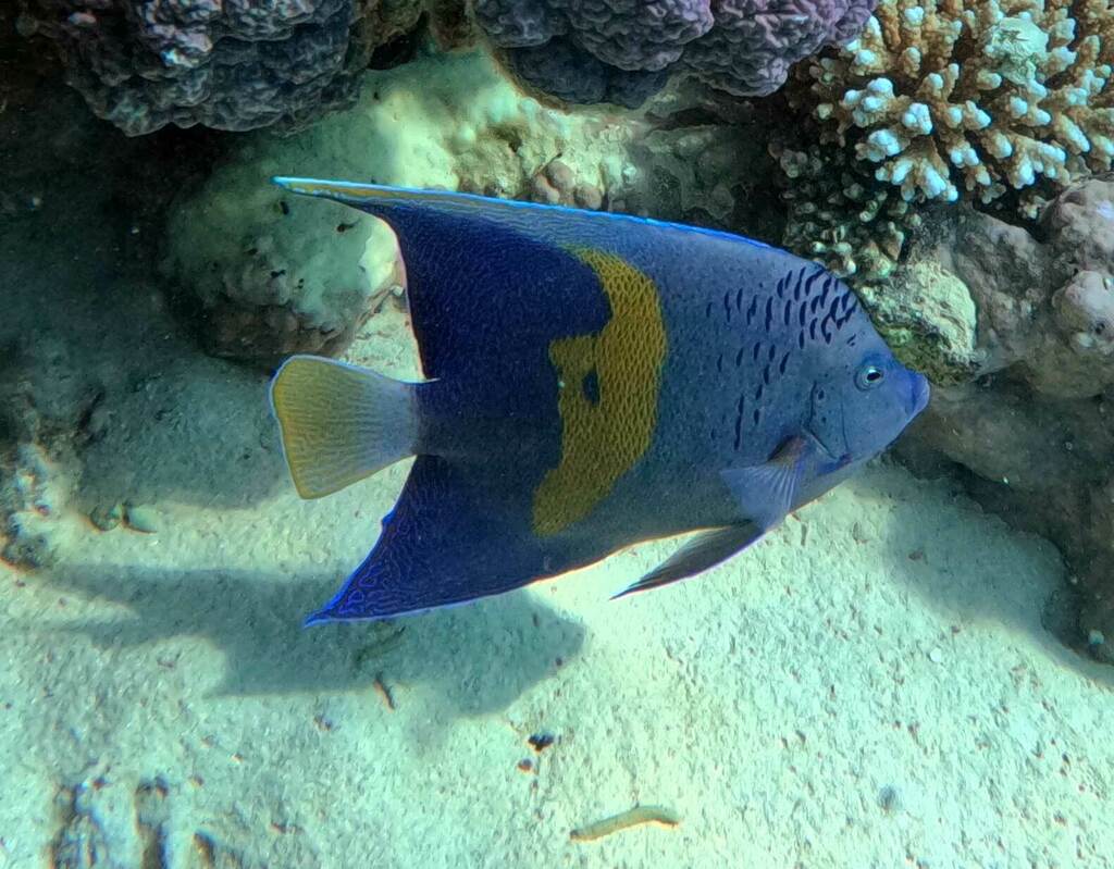 Halfmoon Angelfish from Haddah Beach on October 8, 2023 at 01:32 PM by ...