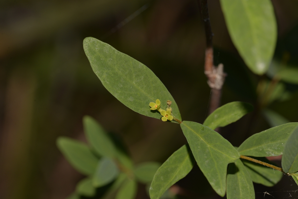 Bootlace Plant from Coffs Harbour NSW, Australia on October 8, 2023 at ...