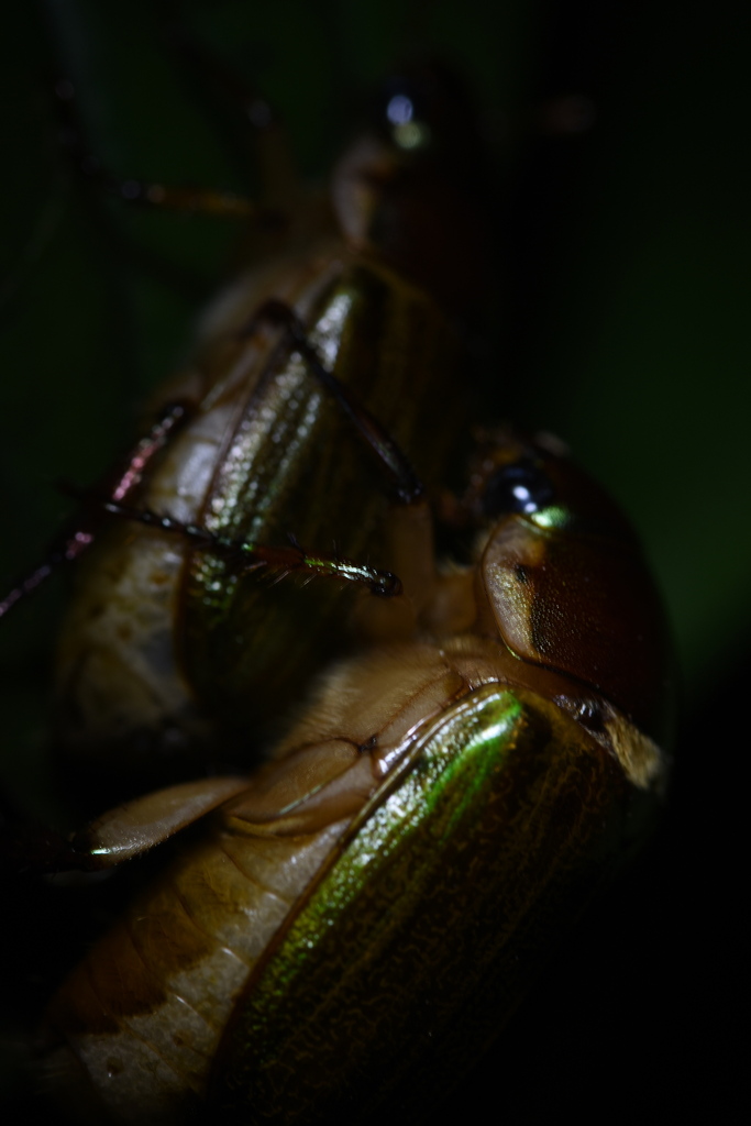 Anomala corpulenta in August 2022 by Karl Feng · iNaturalist