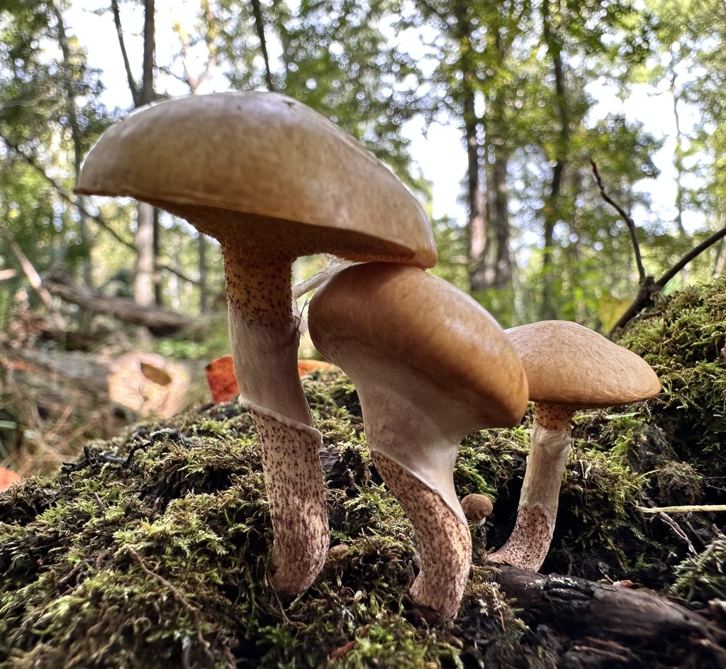 Slippery Jill in October 2023 by Nikhil Reddy · iNaturalist