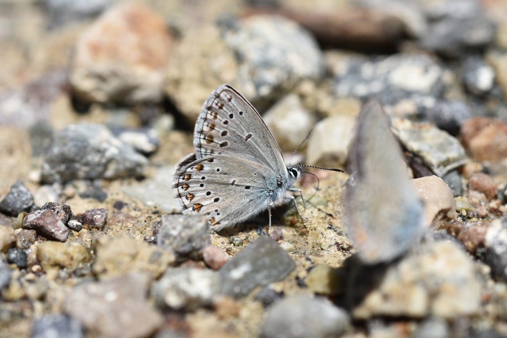 Anatolian Zephyr Blue from Yusufeli/Artvin, Türkei on July 13, 2023 at ...