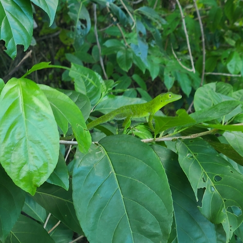 Jamaican Giant Anole (Anolis garmani) - Snakes and Lizards