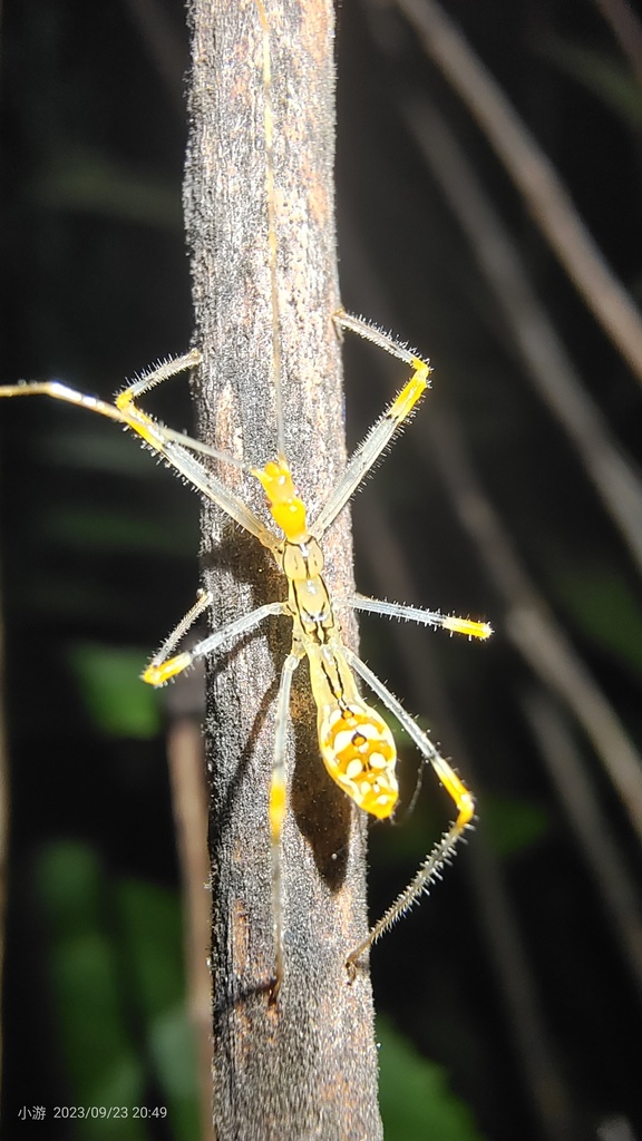 Endochus from 中国云南省昆明市呈贡区 on September 23, 2023 at 08:48 PM by 游 ...