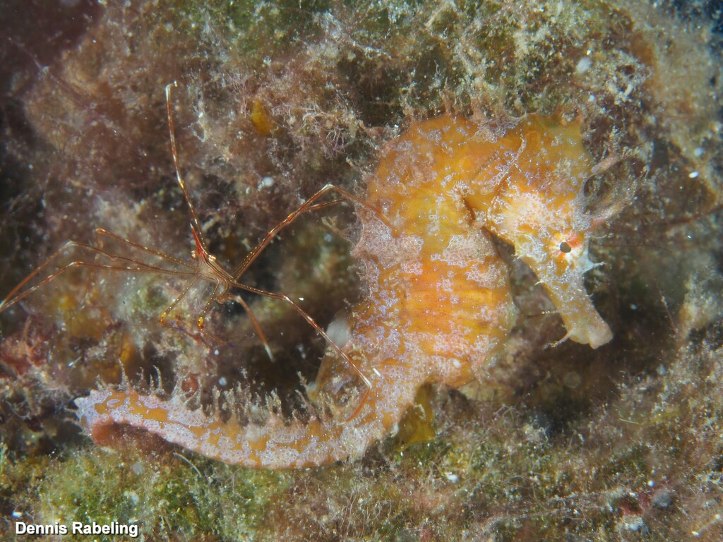 Short-snouted Seahorse in October 2023 by Dennis Rabeling · iNaturalist