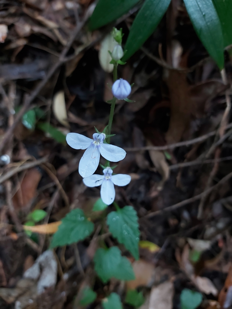 forest lobelia from Never Never NSW 2453, Australia on January 4, 2023 at 04:13 PM by Tim ...