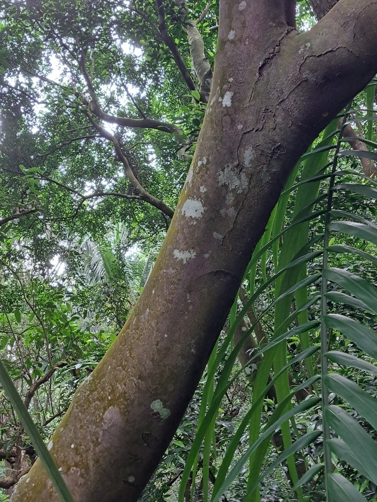 Ficus ampelos from 712台灣台南市新化區興大林場 on September 30, 2023 at 12:37 PM by ...