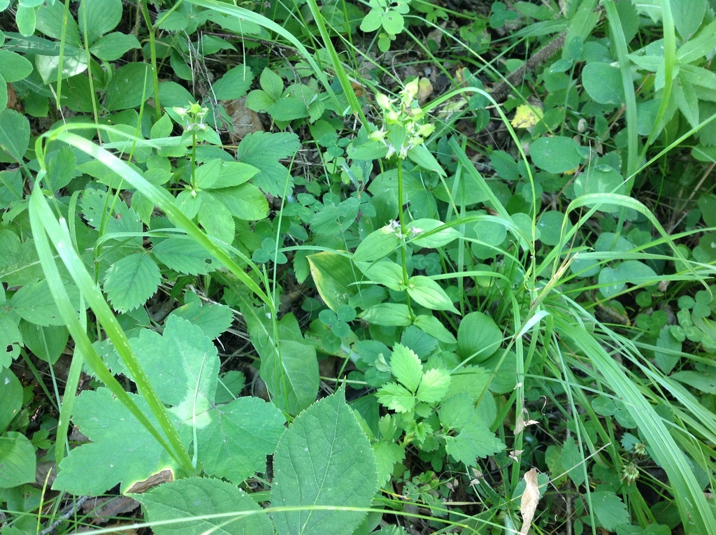 Spurred Gentian from Improvement District No. 13, AB T0B, Canada on ...