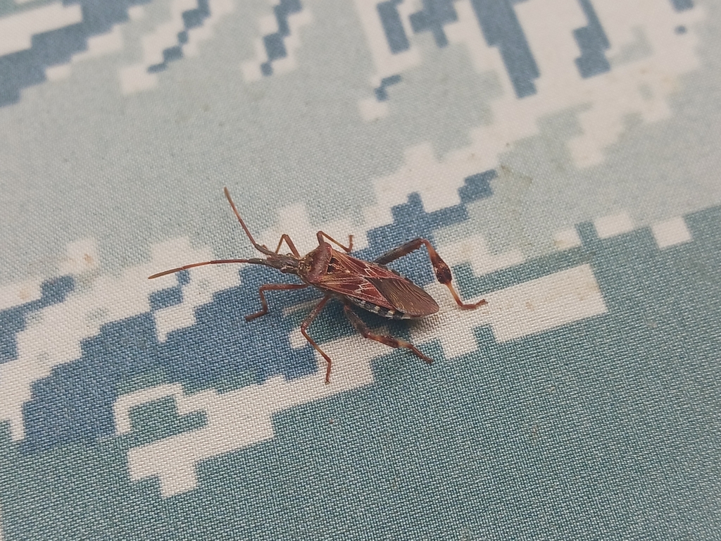 Western Conifer Seed Bug from New Castle County, US-DE, US on October 8 ...
