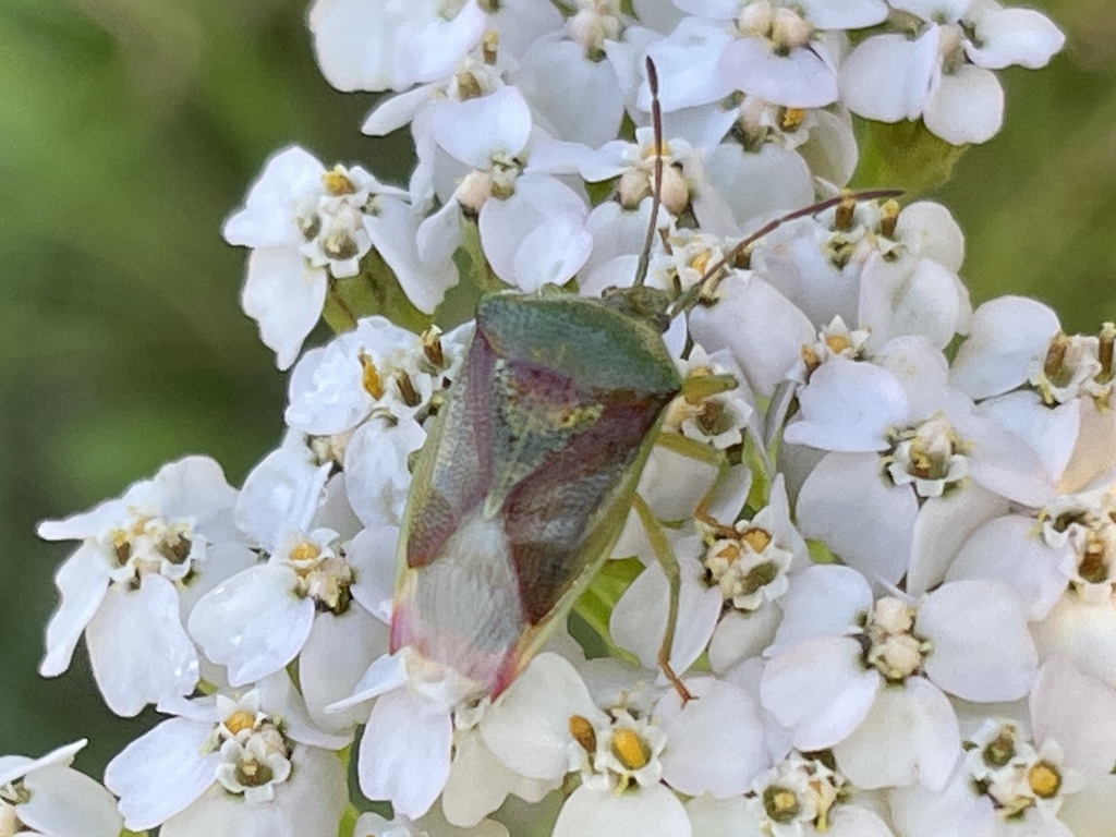 Birch Shield Bug from 7190 Billund, Denmark on July 28, 2023 at 08:58 ...