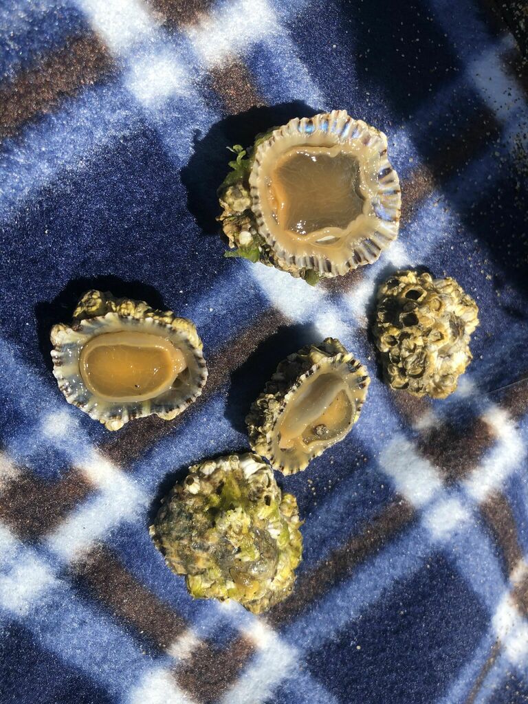 Black-footed Limpet from Sandown, UK on July 18, 2021 at 12:35 PM by ...