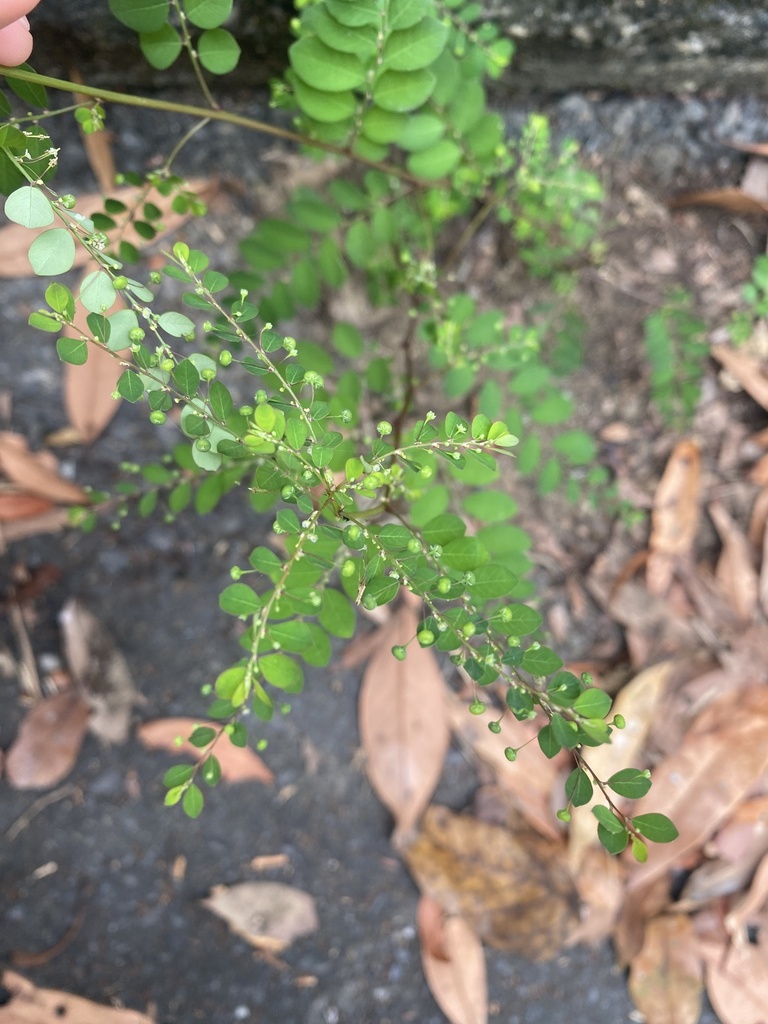 Mascarene Island leaf-flower from 臺灣島, 南投市, NAN, TW on October 1, 2023 ...