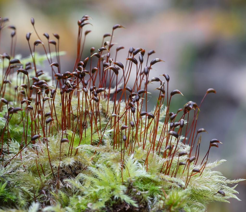 (Brachytheciaceae) - Botanical Realm