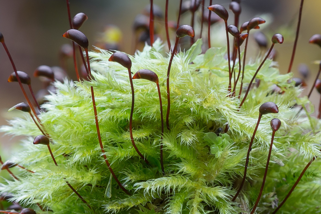 joint-toothed mosses (Bryopsida) - Botanical Realm