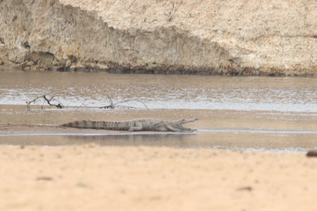Nile Crocodile from Haut-Uele, Democratic Republic of the Congo on ...