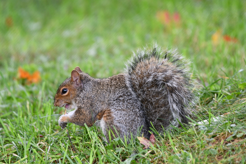 Eastern Gray Squirrel from Riviere-des-Prairies—Pointe-aux-Trembles ...