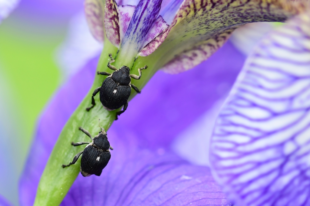 Iris weevil from Pychowice, Kraków, Polska on June 21, 2020 at 02:41 PM ...
