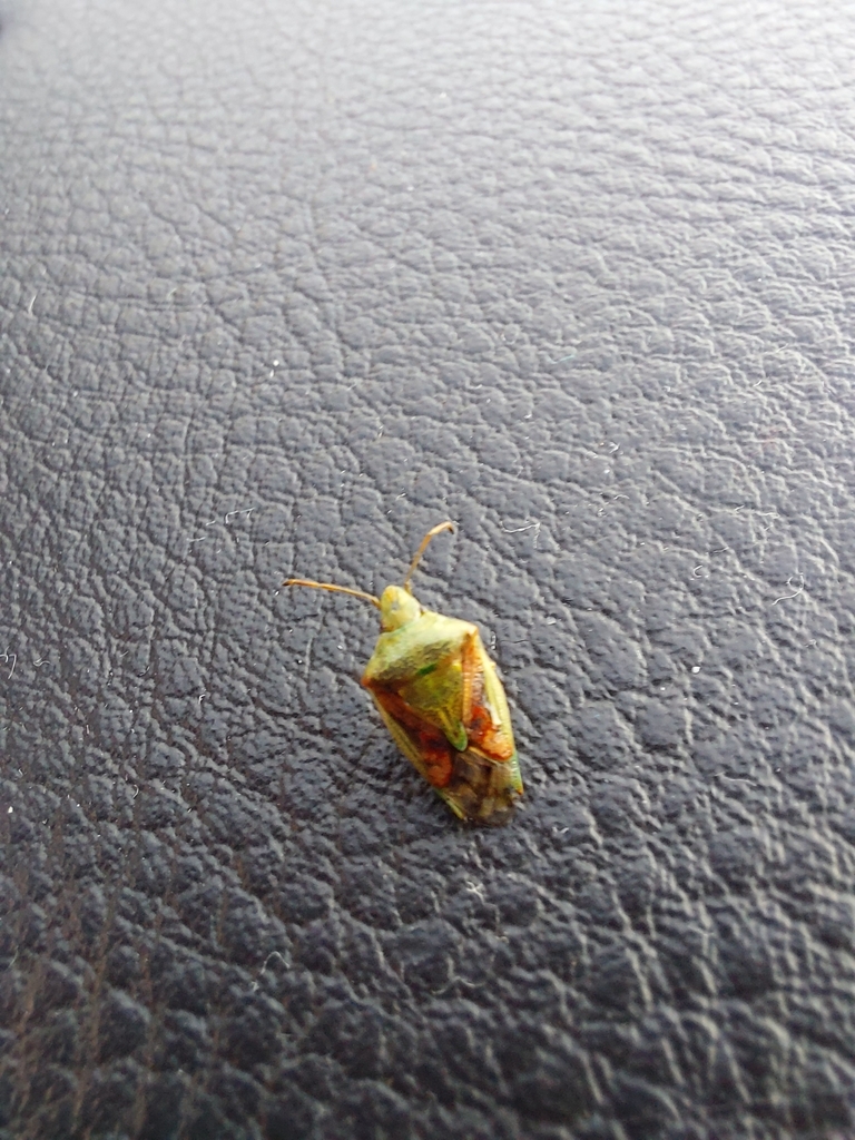 Juniper Shield Bug from Grantham NG32 2JU, UK on October 8, 2023 at 05: ...