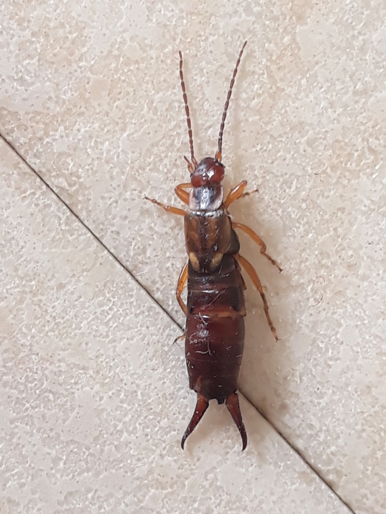 European Earwig Complex from Longwy, France on October 8, 2023 at 01:48 ...