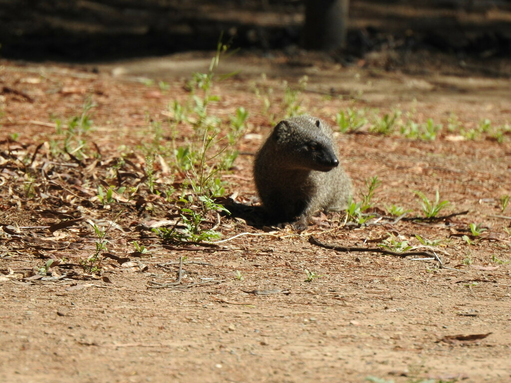 Cape Grey Mongoose from Central Karoo District Municipality, South ...