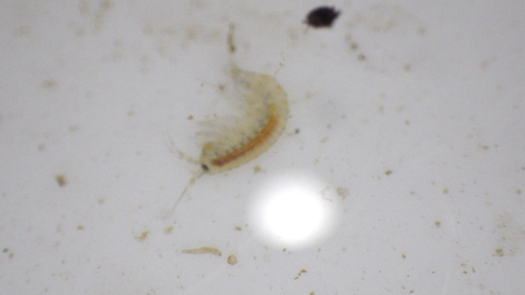Gammarus from Bucks County, PA, USA on October 8, 2023 at 01:38 AM by ...