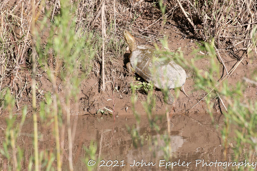 Big Bend Slider in May 2021 by John Eppler. Big Bend Slider (Trachemys ...