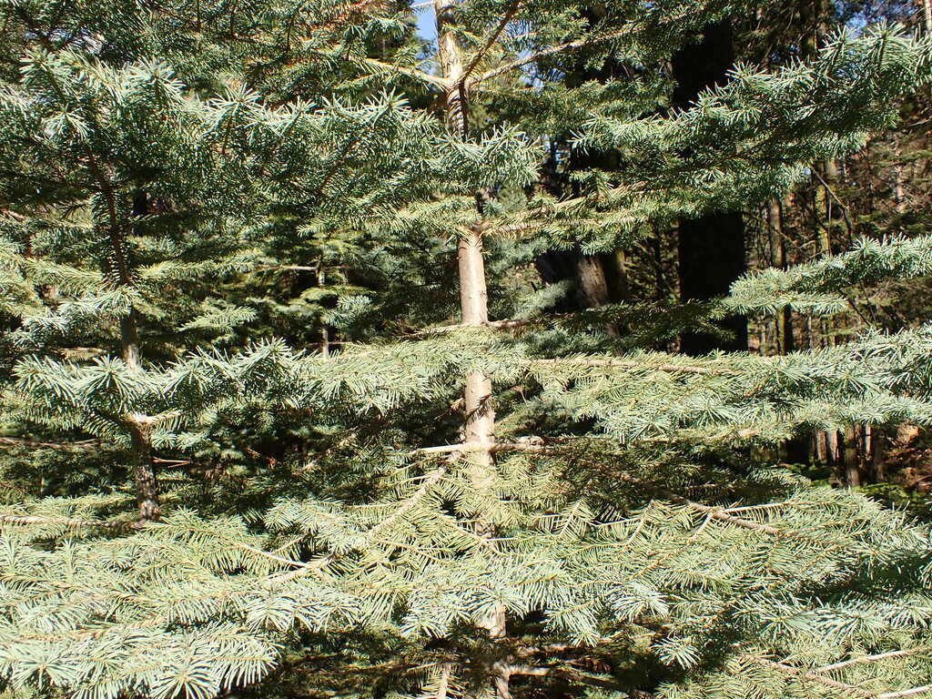 red fir from Tulare County, CA, USA on September 29, 2023 at 04:12 PM ...