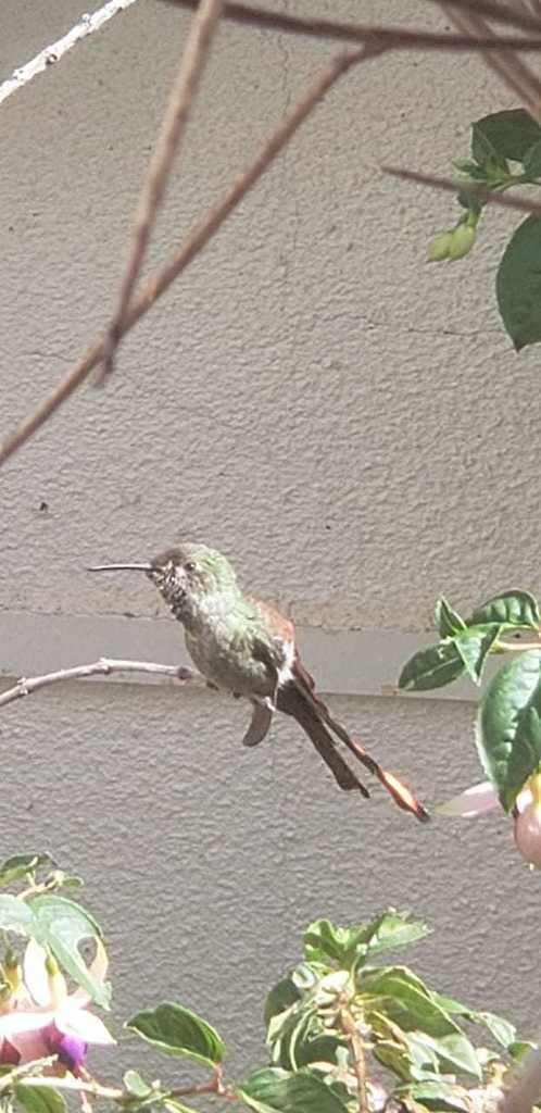 (Sappho sparganurus sapho) - Avian Discovery