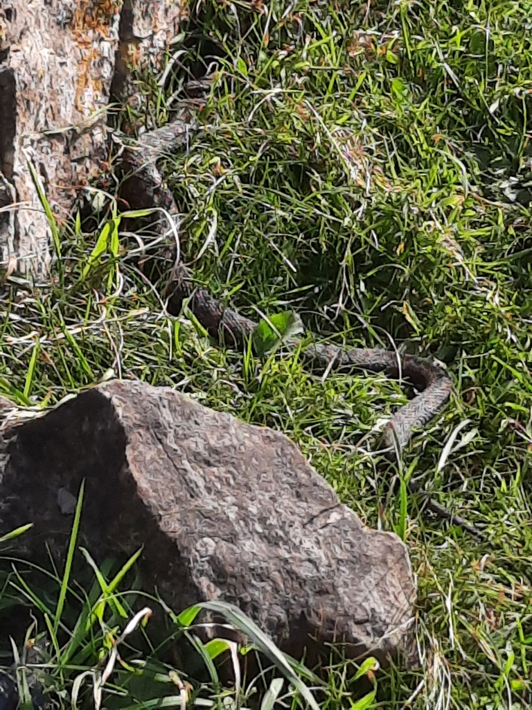 Adder from Rhossili, Swansea SA3 1PR, UK on October 8, 2023 at 04:11 PM ...