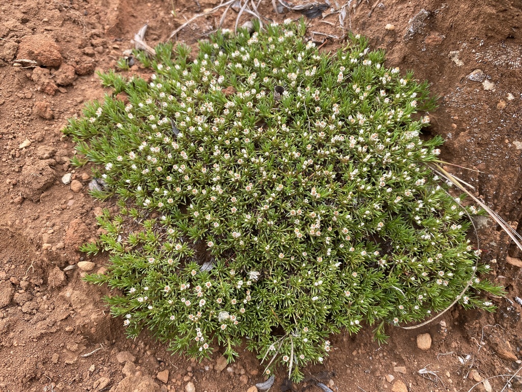 Snowball Everlasting from Ehlanzeni, ZA-MP, ZA on October 8, 2023 at 10 ...