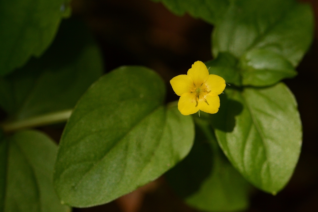 Yellow Pimpernel from Porąbka, Polska on June 8, 2019 at 11:56 AM by ...